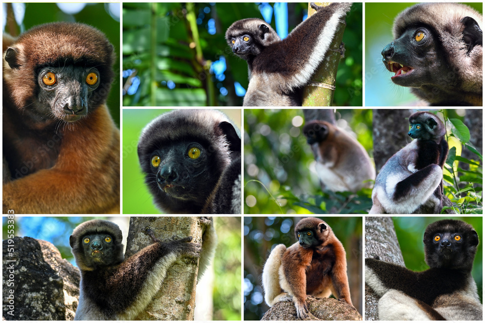 Animals of Madagascar – collage of lemurs, Crowned sifaka lemur ...