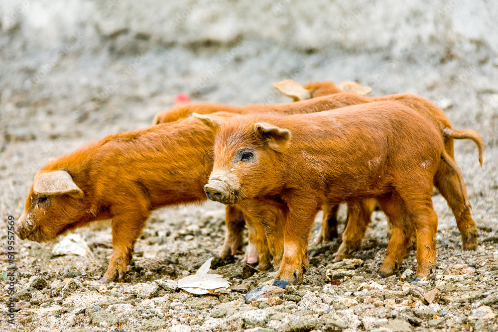 Wild pigs in Bolivia. Wildlife of Altiplano, South America Stock Photo ...