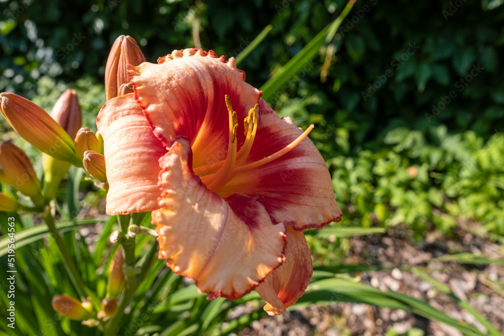 Hemerocallis Strawberry Candy daylily, macro photography of lilies on a ...