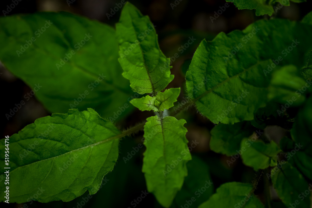 leaves in the forest, Holy basil, Tulsi, Tulsi plant, Herbal plant ...