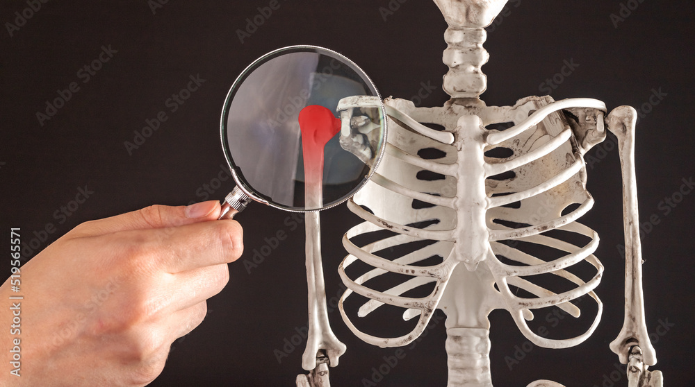 Hand with magnifying glass over humerus of human skeleton model ...