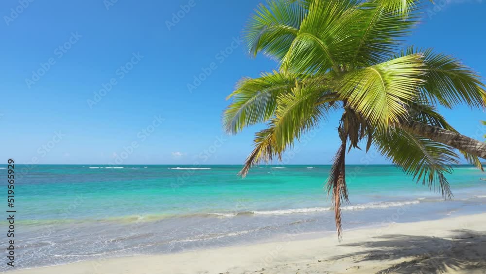 Coconut palm of the Indian Ocean against the backdrop of the sea and ...