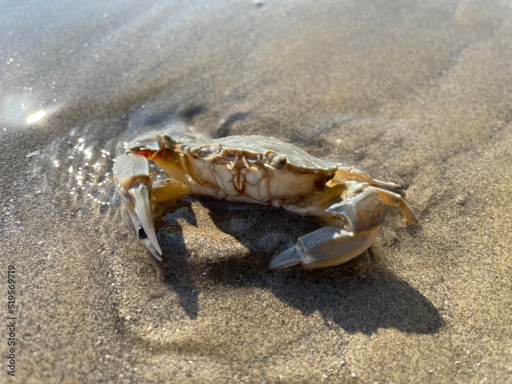 Krebs im Sand am Strand Stock Photo | Adobe Stock