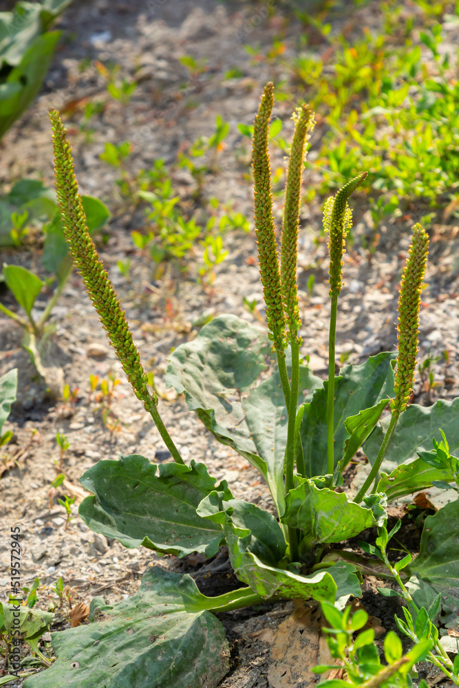 Plantain flowering plant with green leaf. Plantago major leaves and ...