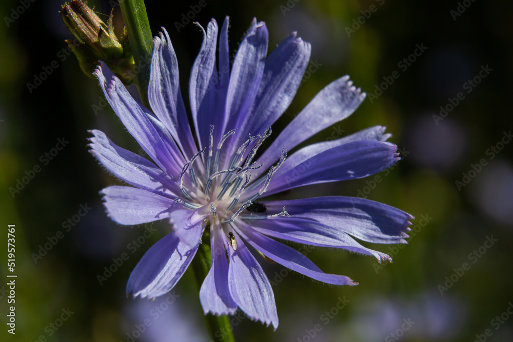 Blue Chicory flowers, close up. Violet Cichorium intybus blossoms ...