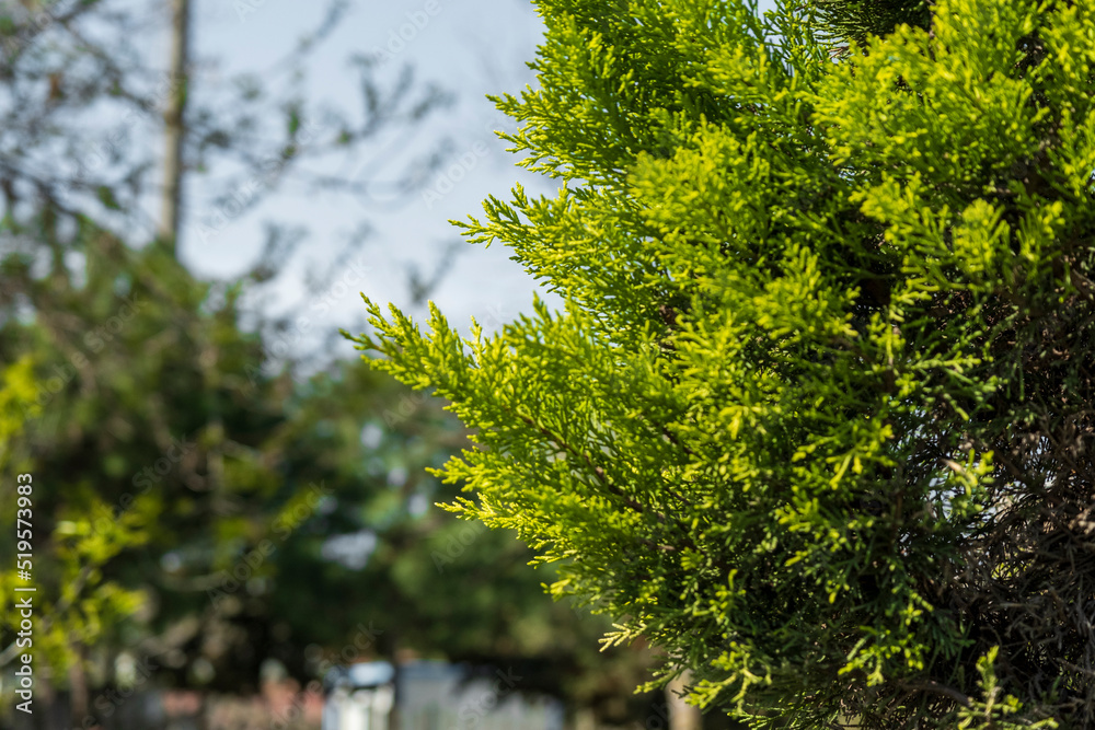 lemon cypress tree in the garden of the house, wet with rain. cupressus ...