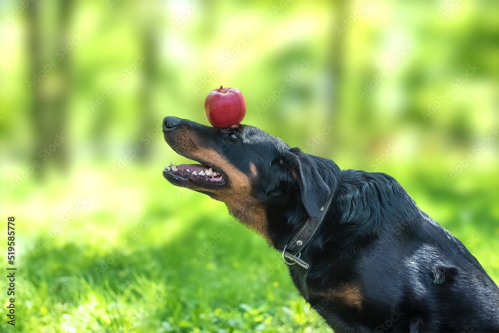 French Shepherd holding an apple on its face with its muzzle stretched ...