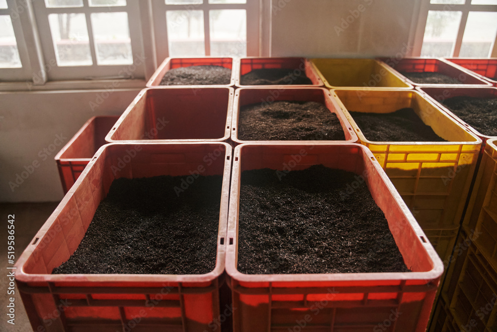 Ceylon tea in plastic boxes at tea factory in Kandy, Sri Lanka Stock ...