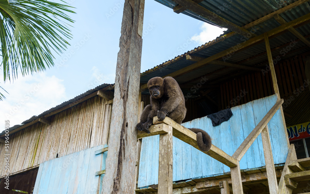 Choro monkey sitting on the railing of a wooden staircase in the amazon ...