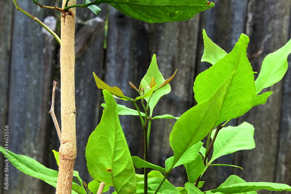 evergreen indian plant aegl marmelos indian bael commonly known in ...