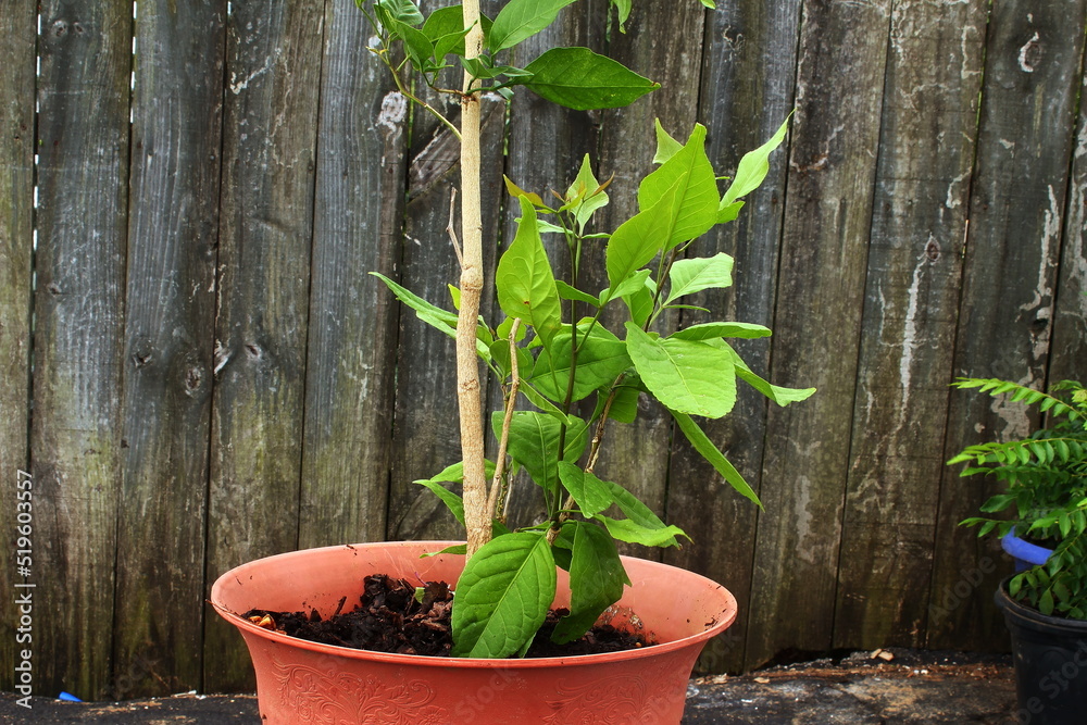 evergreen indian plant aegl marmelos indian bael commonly known in ...