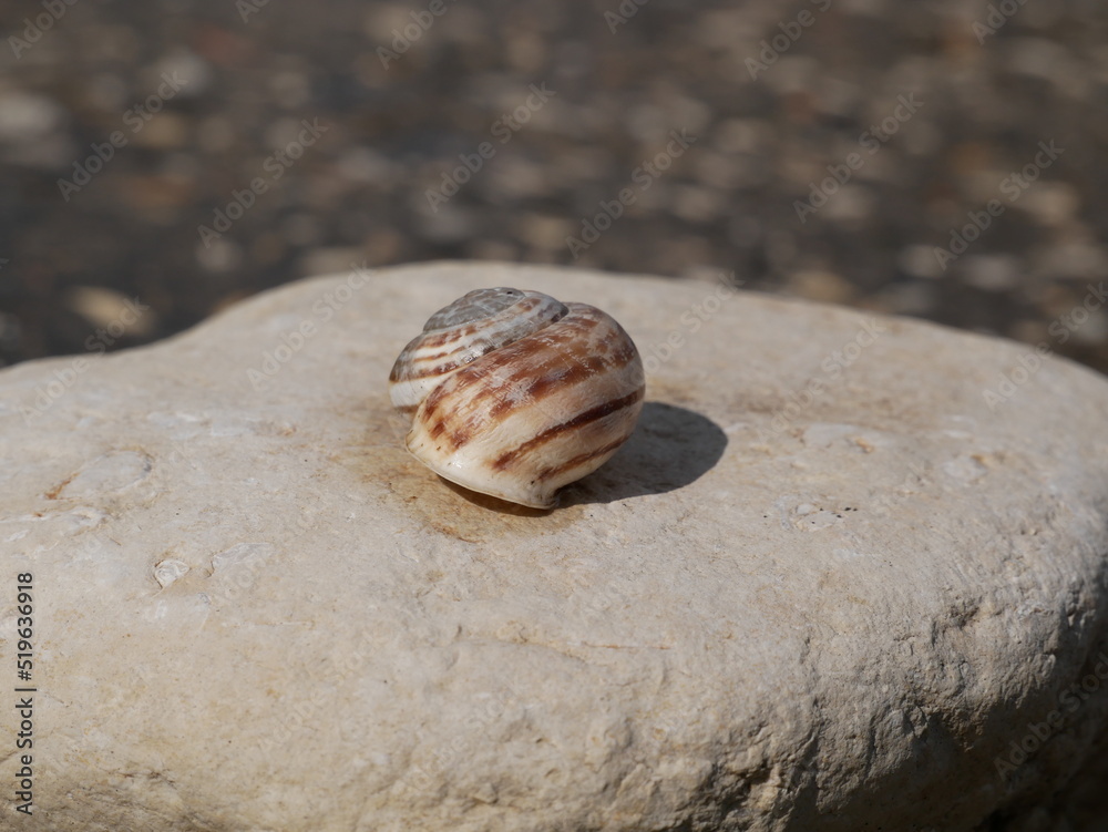 Snail shell on a smooth light stone. The golden ratio in nature. The ...
