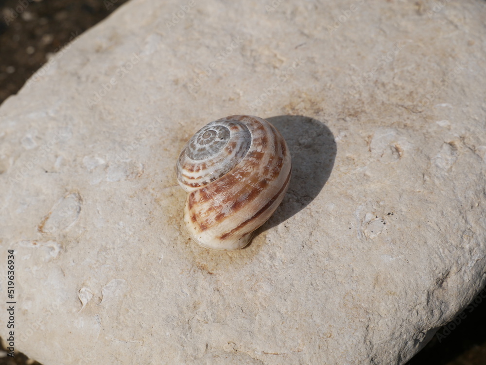 Snail shell on a smooth light stone. The golden ratio in nature. The ...