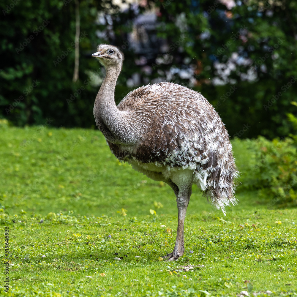 Darwin's rhea, Rhea pennata also known as the lesser rhea. Stock Photo ...
