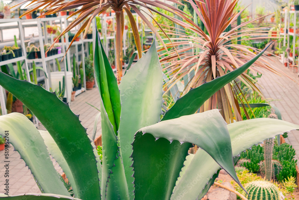 Greenhouse in a botanical garden with tropical and mexican plants in ...