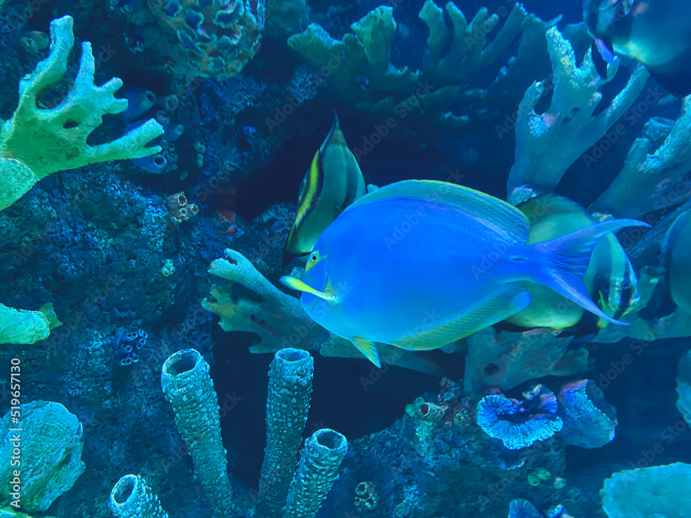 sea bottom. exotic, colored, striped fish swim in the water. amazing ...