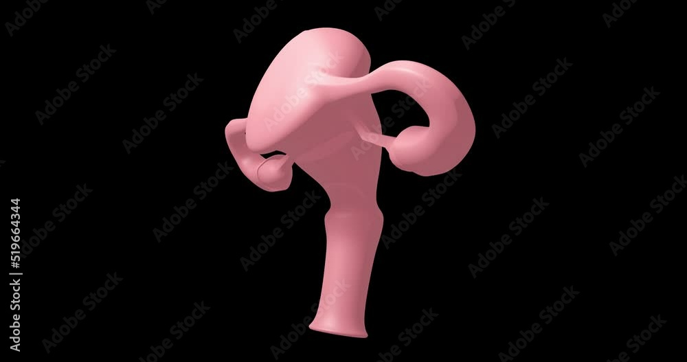 A female's internal reproductive system 3d illustration.Womans Organs ...