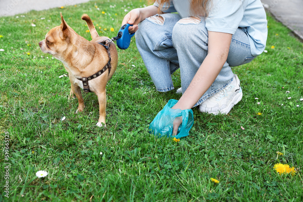 Woman picking up her dog's poop from green grass, closeup Stock Photo ...