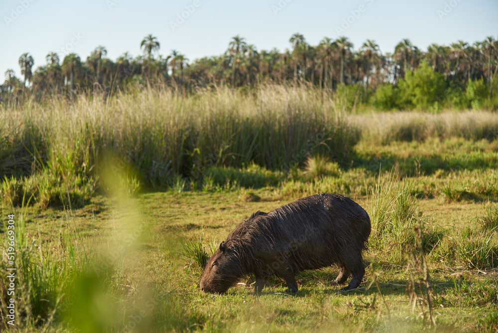 Capybara, hydrochoerus hydrochaeris, largest living rodent, native to ...