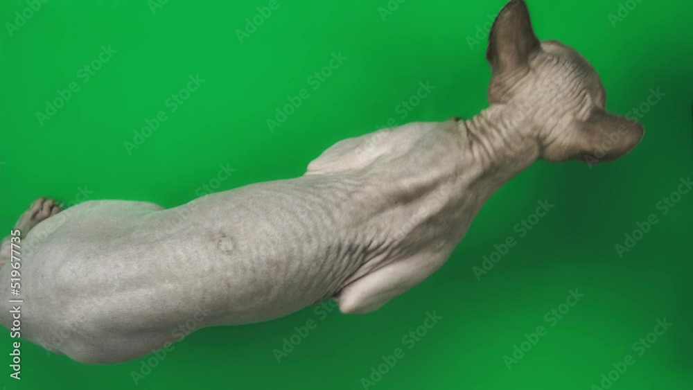 Top closeup view of sphinx moving on green screen background filmed in ...