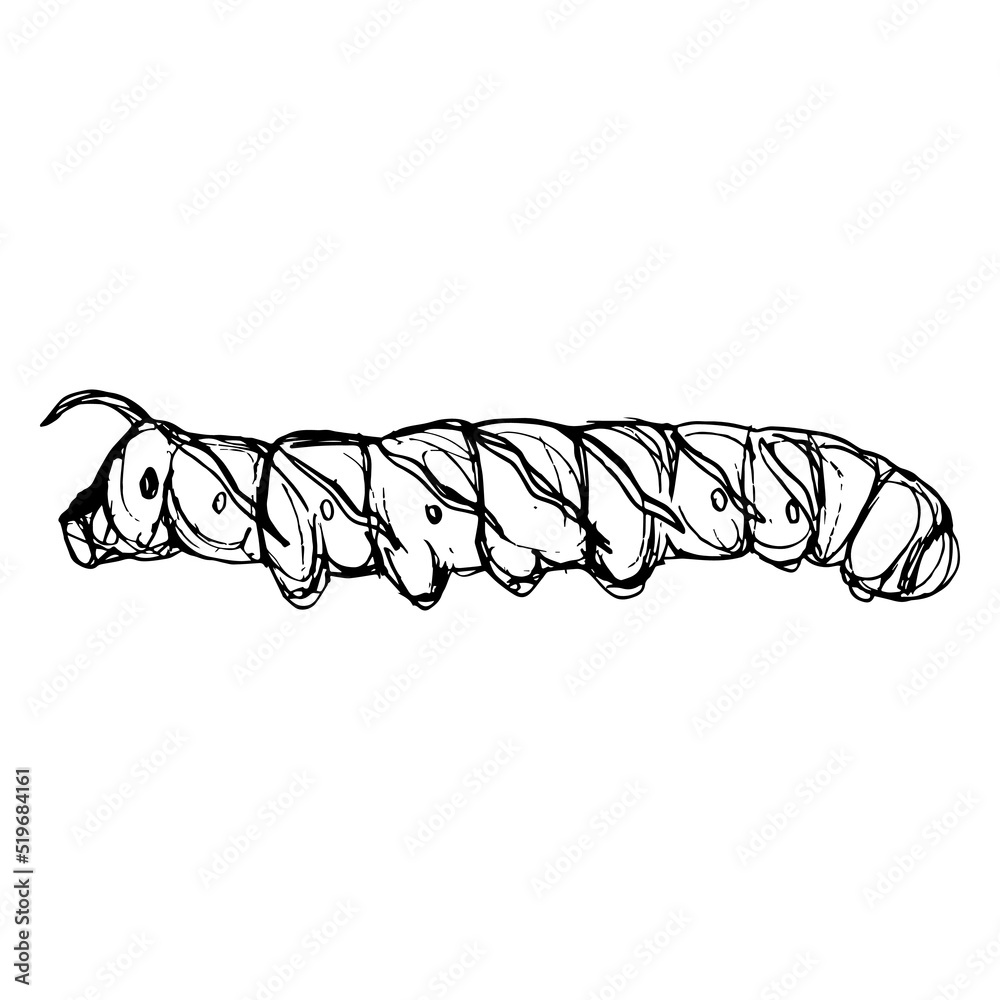 Caterpillar of a privet hawk moth. Sphinx ligustri. Psilogramma ...