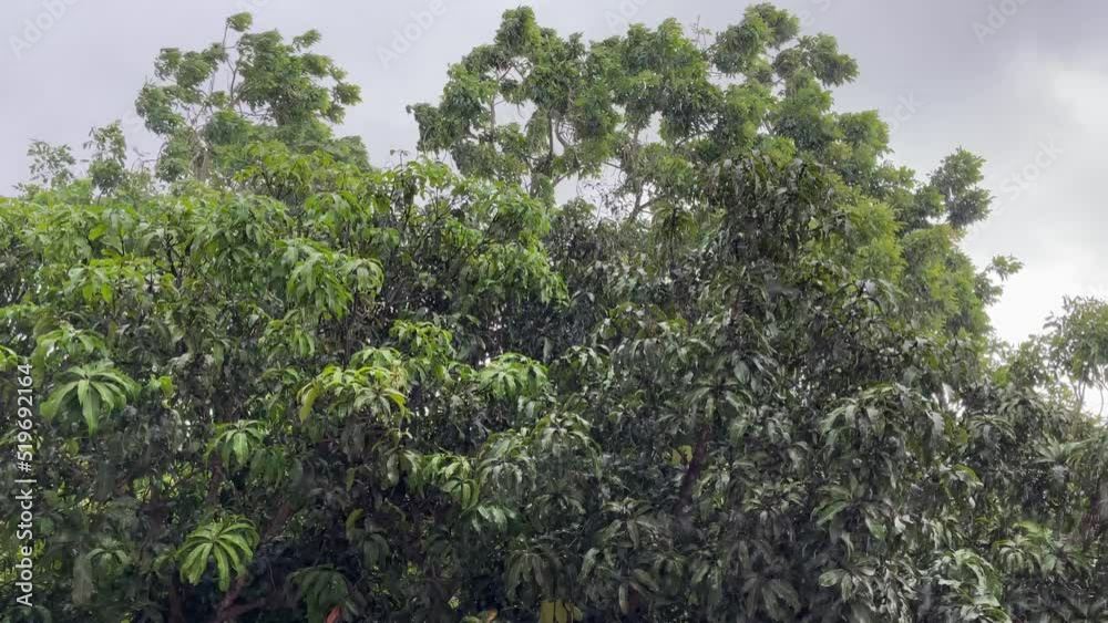 Strong wind blowing green trees during rainy season in Thailand ...