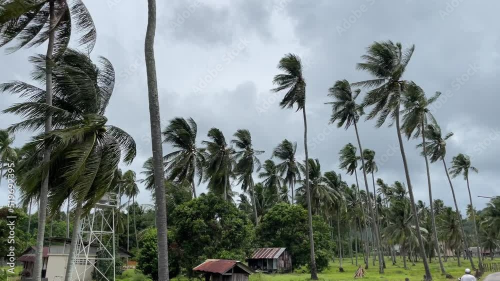 Storm menacing windy weather on palm trees field in rural area of ...