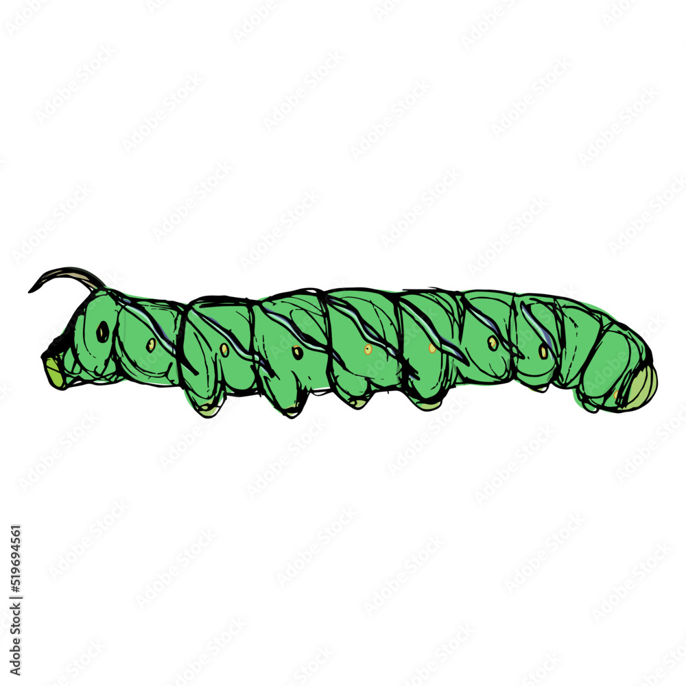 Green caterpillar of a privet hawk moth. Sphinx ligustri. Psilogramma ...