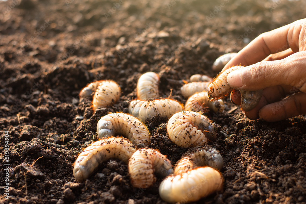Beetle larvae in the hands of a farmer who cultivates stag beetles on a ...