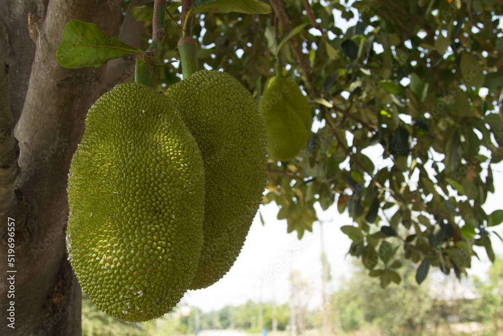 Jackfruit trees are giving birth, produce that farmers grow, eat and ...
