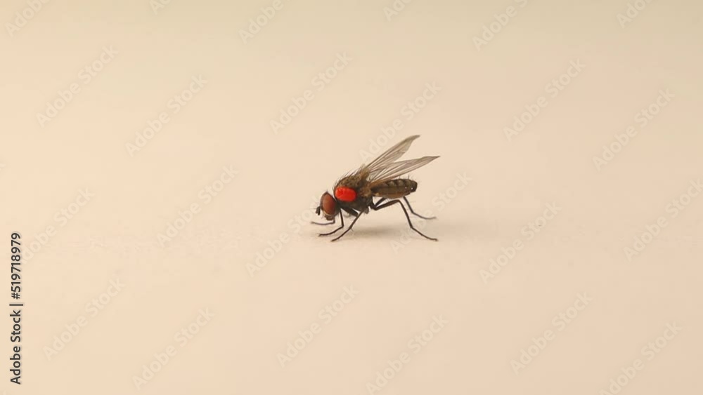 Vídeo do Stock: Housefly carrying a Phoretic Mite (Red body: Mites ...