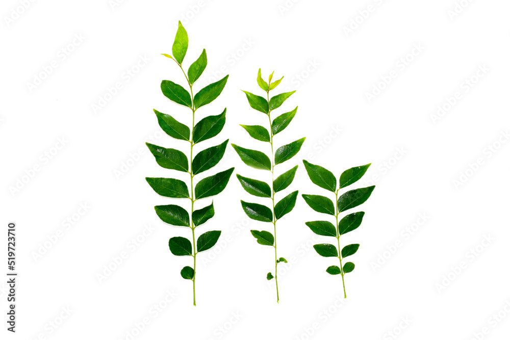 bunch of curry leaves isolated on white background Stock Photo | Adobe ...