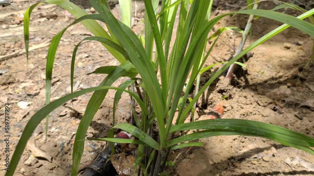 Organic and fresh black sweet sugarcane plant sapling with green leaves ...