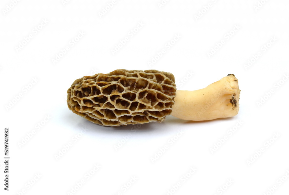 Morchella esculenta, (commonly known as common morel, morel, yellow ...