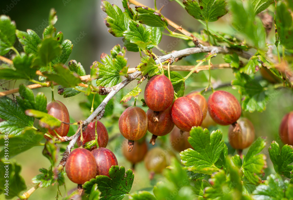 Ripe red gooseberry on a bush branch in the garden. A red gooseberry ...
