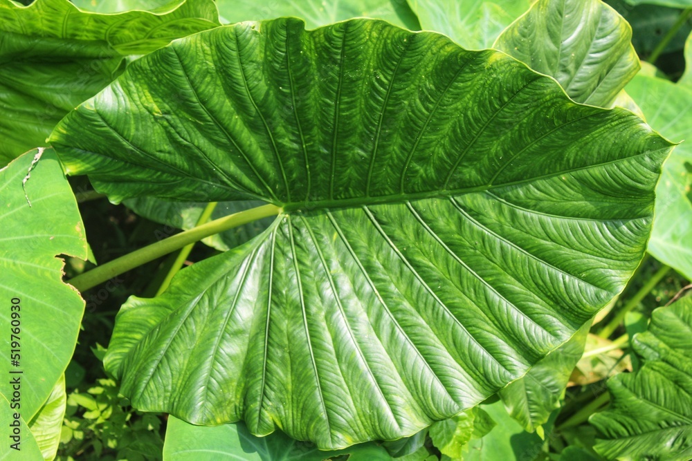 Alocasia odora is a flowering plant native to East and Southeast Asia ...