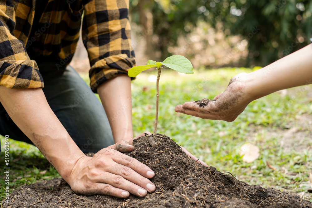 The hands of two people help each other are planting young seedlings on ...