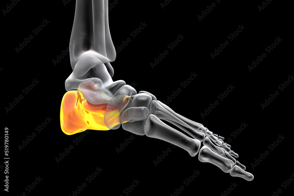 Human foot anatomy. Calcaneus bone of the foot Stock Illustration ...