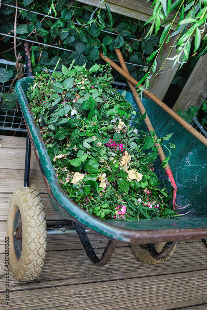 Transporting green waste in a wheelbarrow Stock-Foto | Adobe Stock