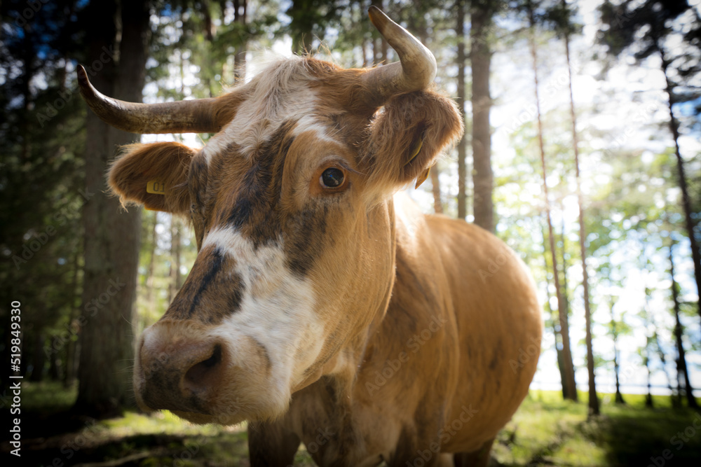 Pretty cow in cattle pen on farm. Animal husbandry Stock Photo | Adobe ...