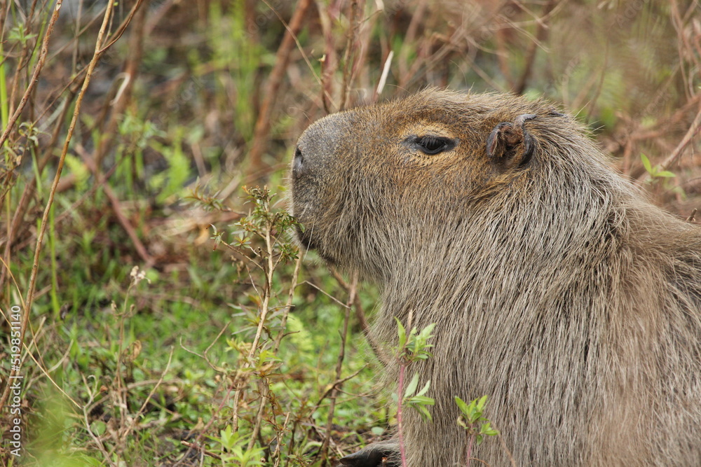 Capybara in the water. look. Wetlands. Ibera National Park. Currents ...