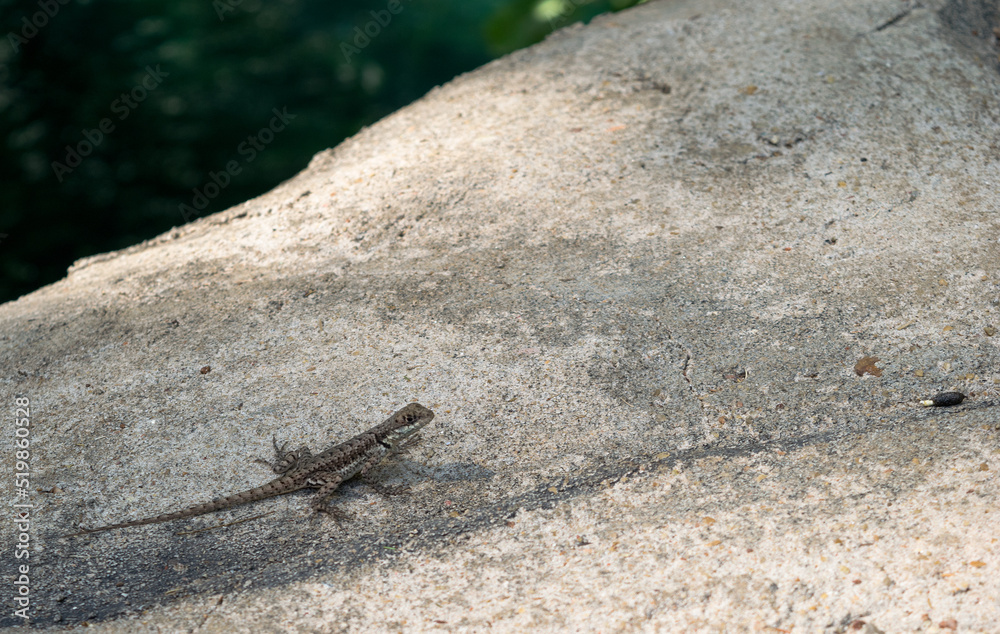 Calango conhecido como largato da lava amazônica, fotografado em meio a ...