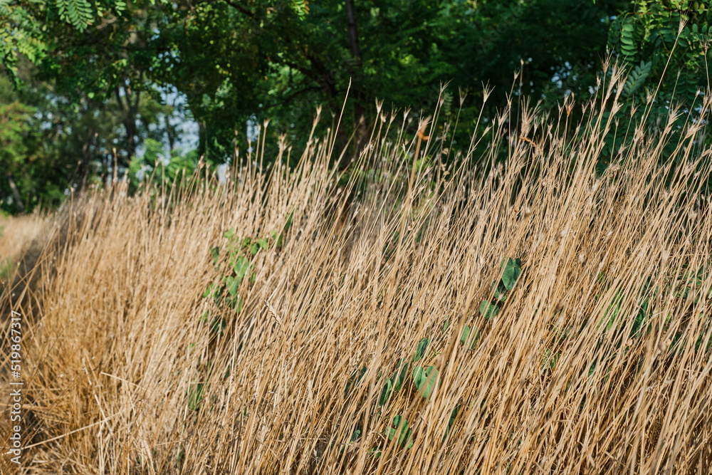 Dry grass close-up, background or screensaver idea about earth ecology ...