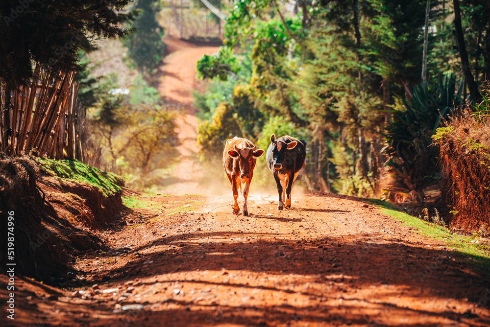 Cows on a country road in Africa. Farming in Kenya as a source of ...