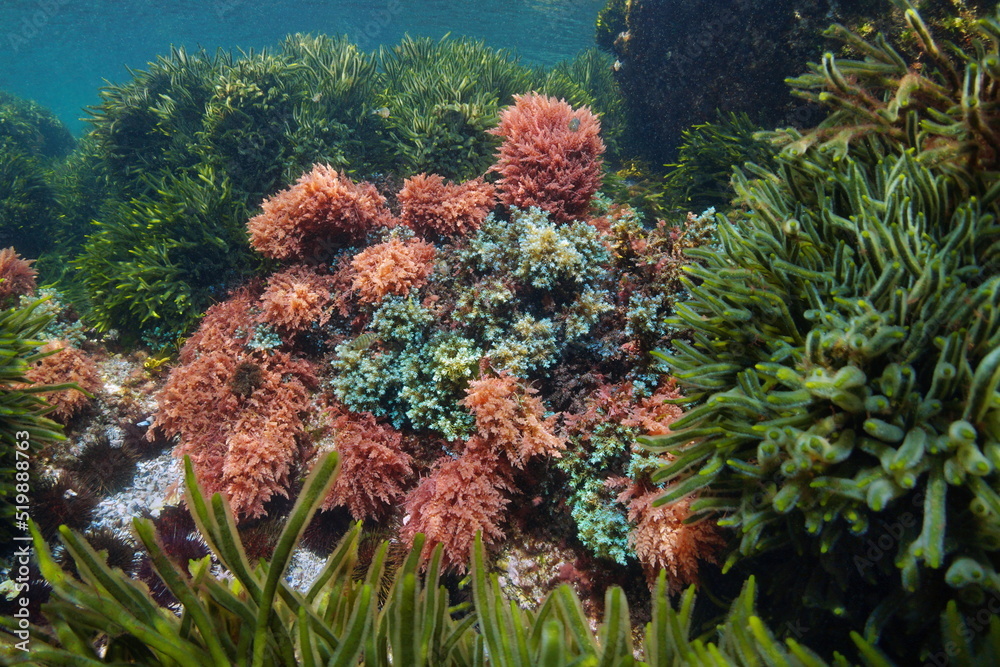 Algae with red, blue and green colors underwater in the ocean, Atlantic ...