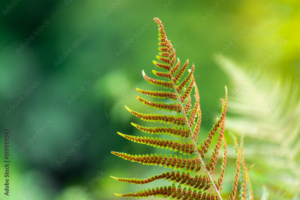 Selective focus of green leaves, Fern is a member of a group of ...