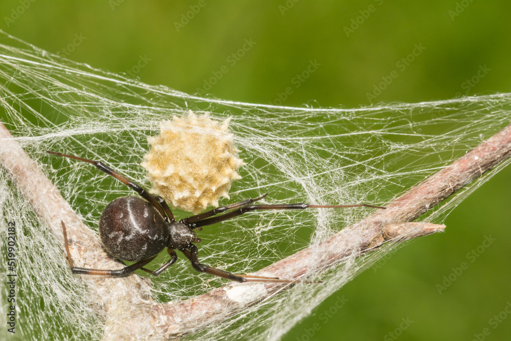 Black Widow Spider - Latrodectus mactans Stock Photo | Adobe Stock