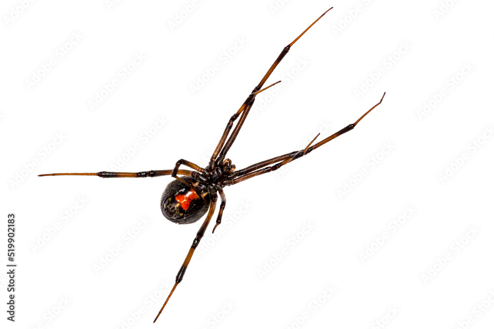 Black Widow Spider - Latrodectus mactans Stock Photo | Adobe Stock
