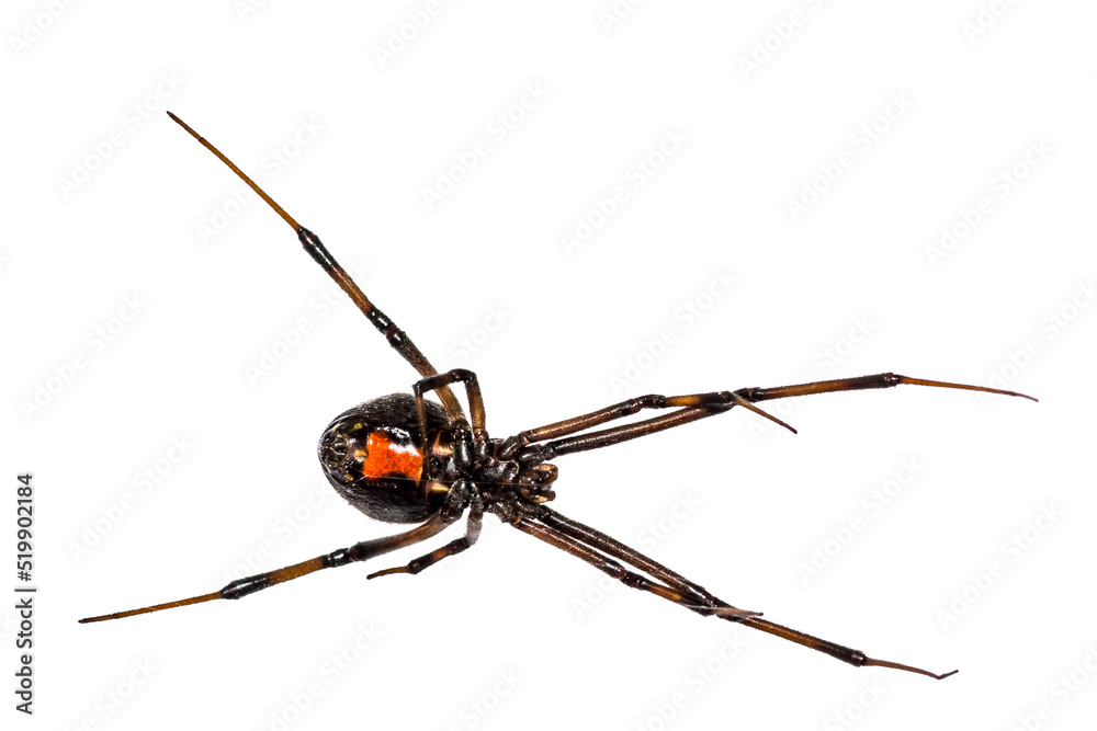 Black Widow Spider - Latrodectus mactans Stock Photo | Adobe Stock