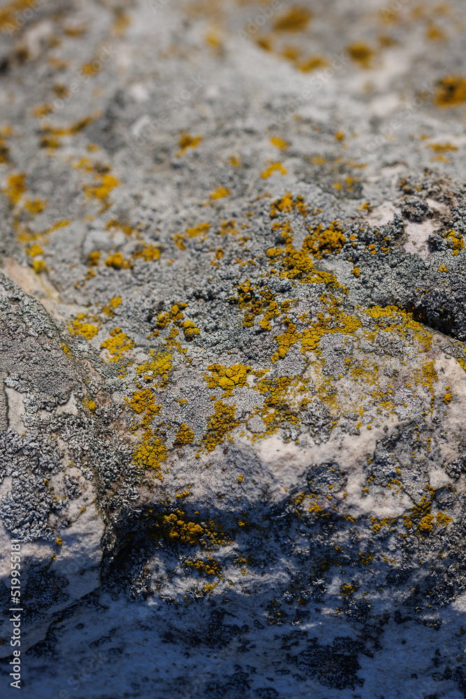 Lichen on quartzite sandstone surface. A pioneer lichen in Bare Rock ...